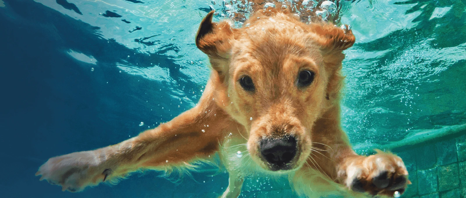 Banking for Northern Virginia Families | Apple FCU